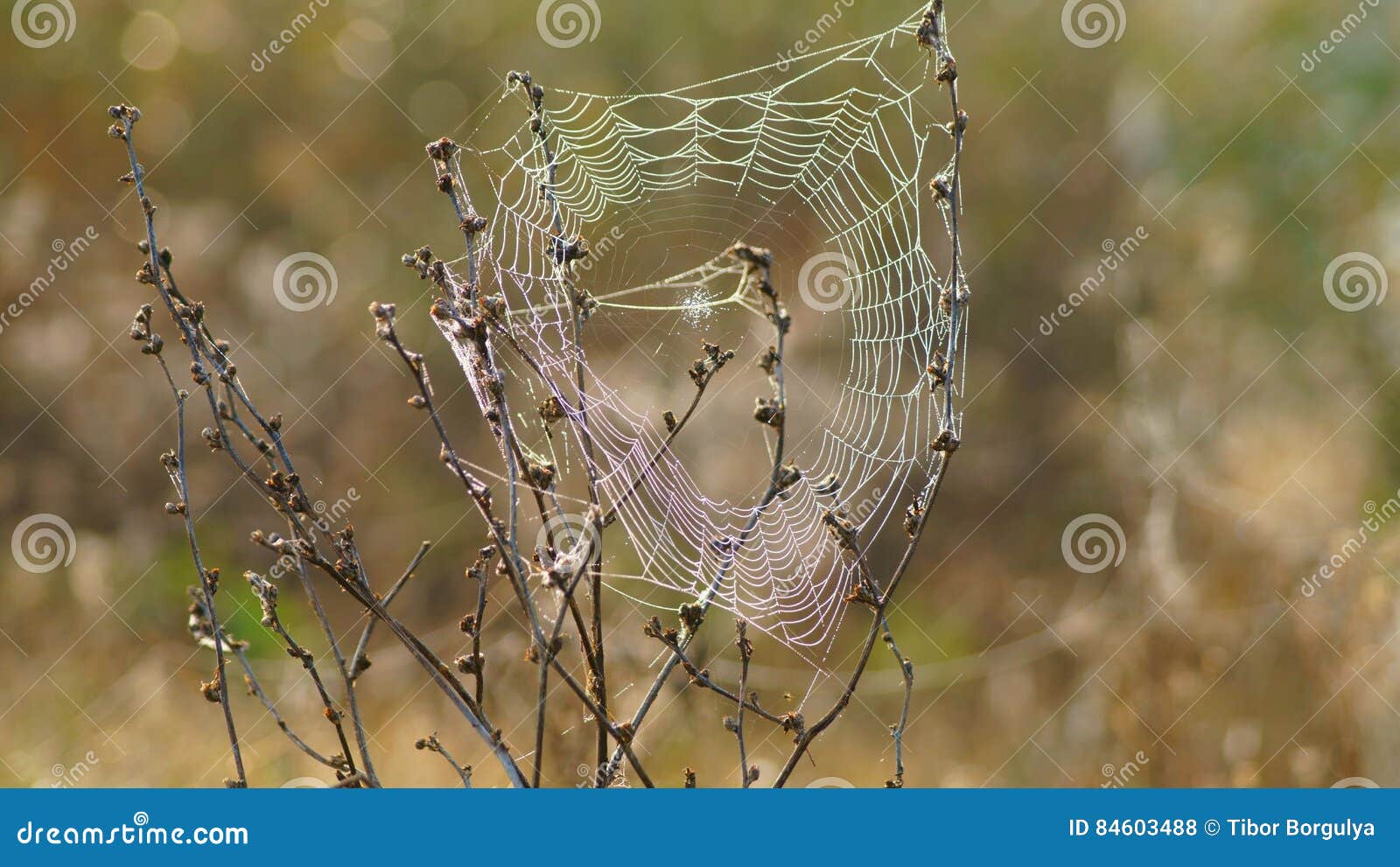 Cobweb on a field stock photo. Image of field, spider - 84603488