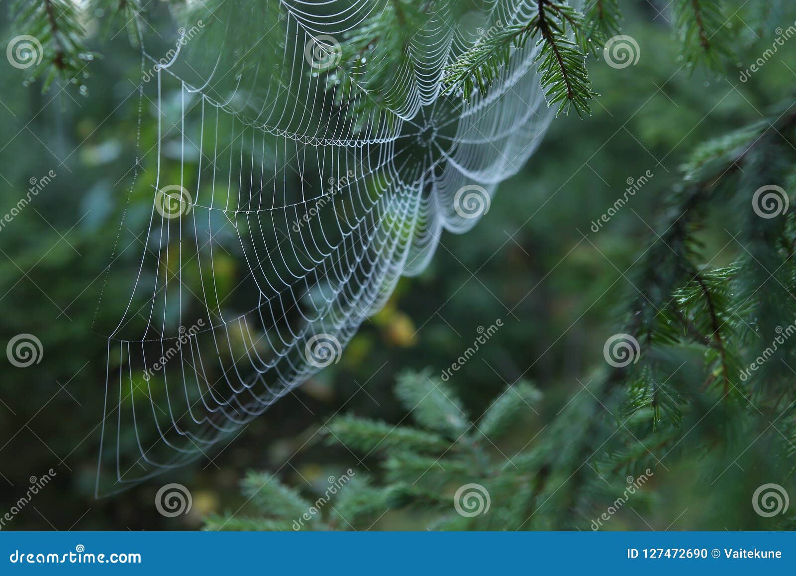 Cobweb on fir branches. stock photo. Image of nature - 127472690