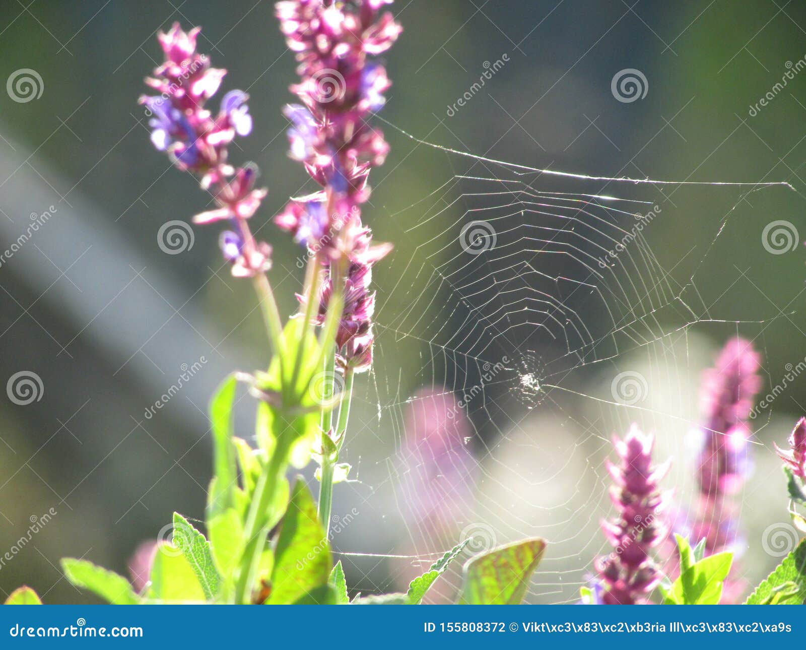 The Cobweb between the Flowers. Stock Photo - Image of flowers, cobweb ...