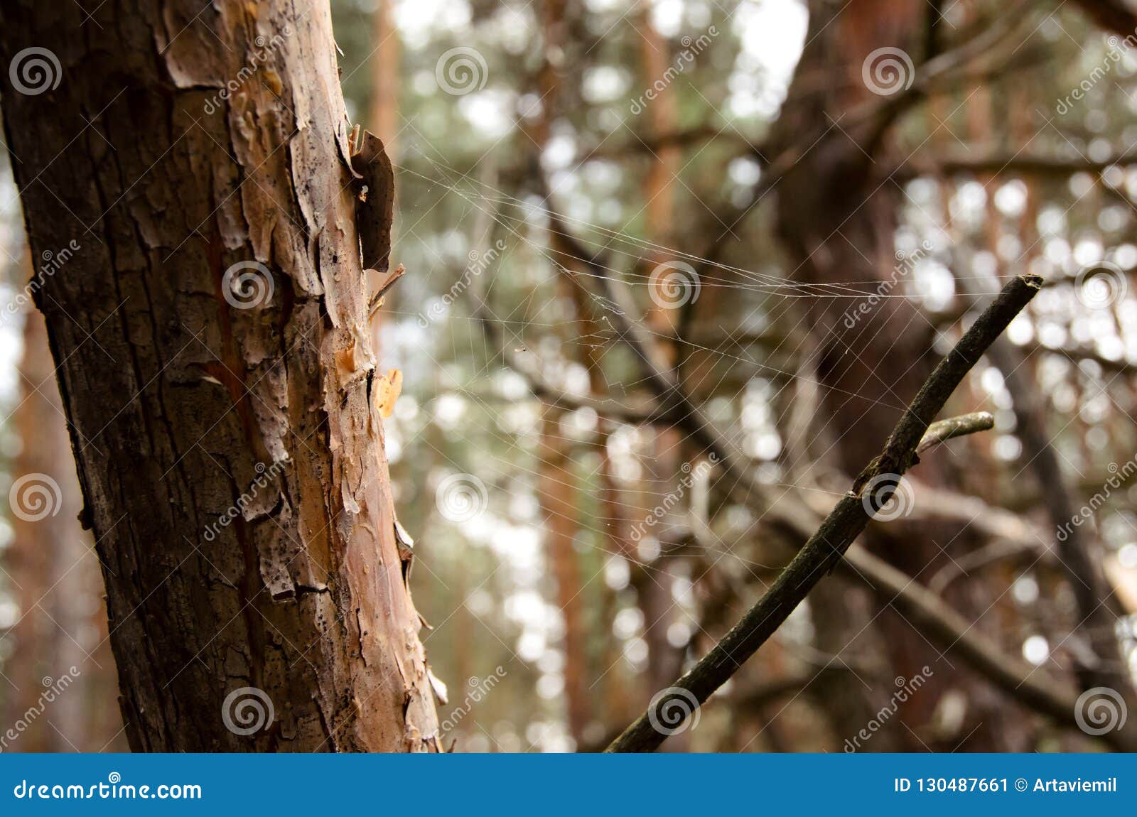 Cobweb in the forest stock image. Image of plant, outdoors - 130487661