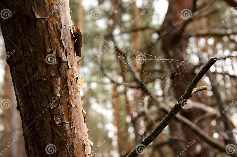 Cobweb in the forest stock image. Image of plant, outdoors - 130487661