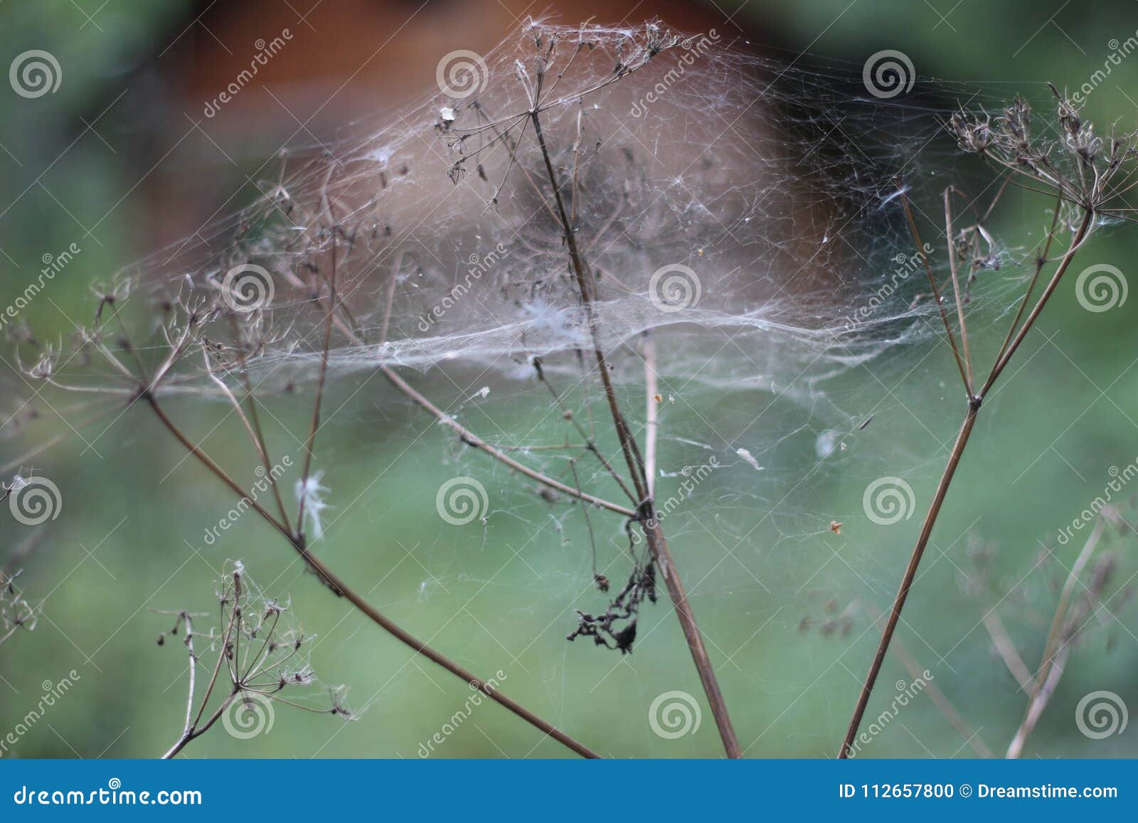Cobweb in the forest stock photo. Image of beauty, green - 112657800