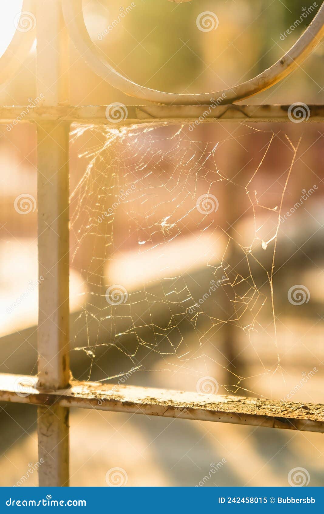 Cobweb on Frame Backlit by Evening Sunshine Stock Image - Image of ...