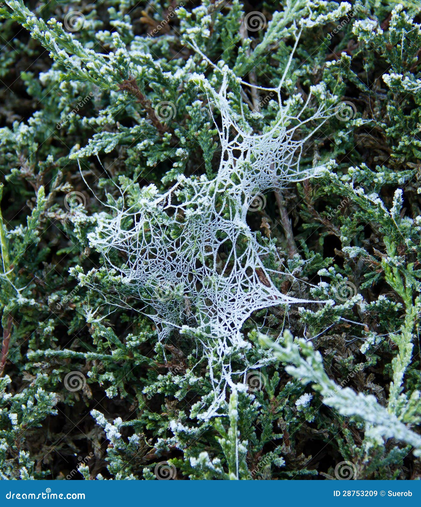 Cobweb with Frost stock image. Image of season, pattern - 28753209