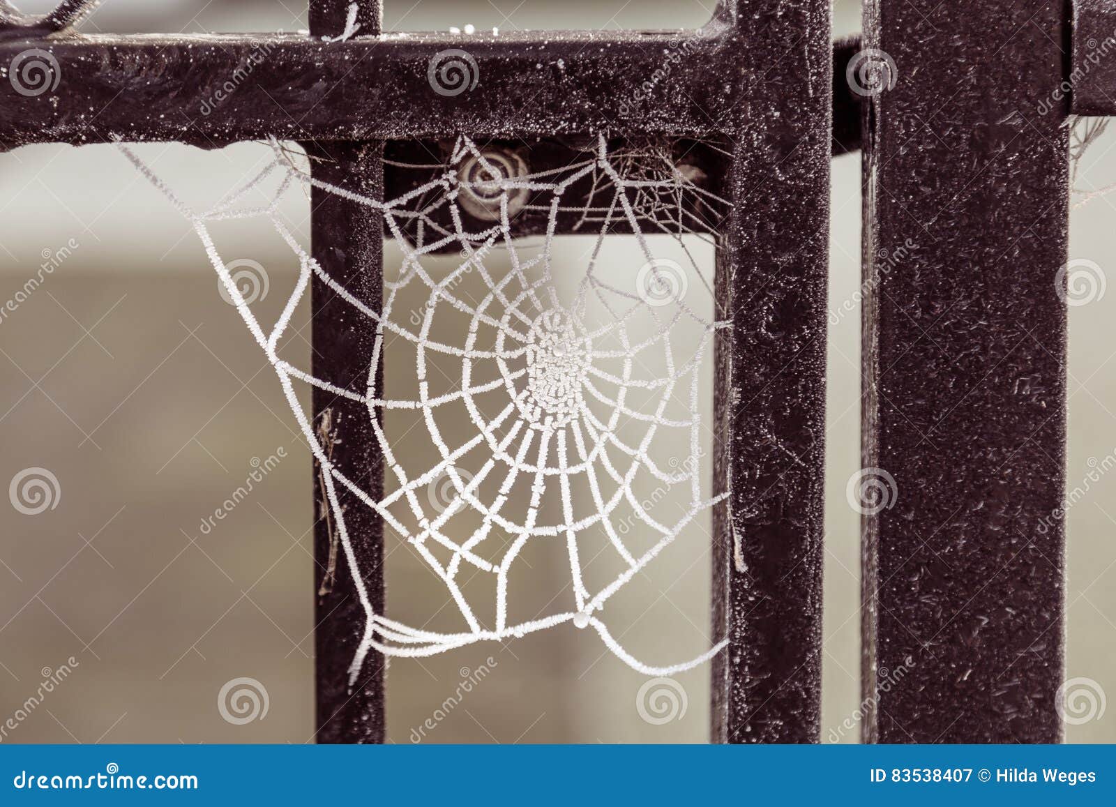 Cobweb with frost stock image. Image of frozen, mist - 83538407