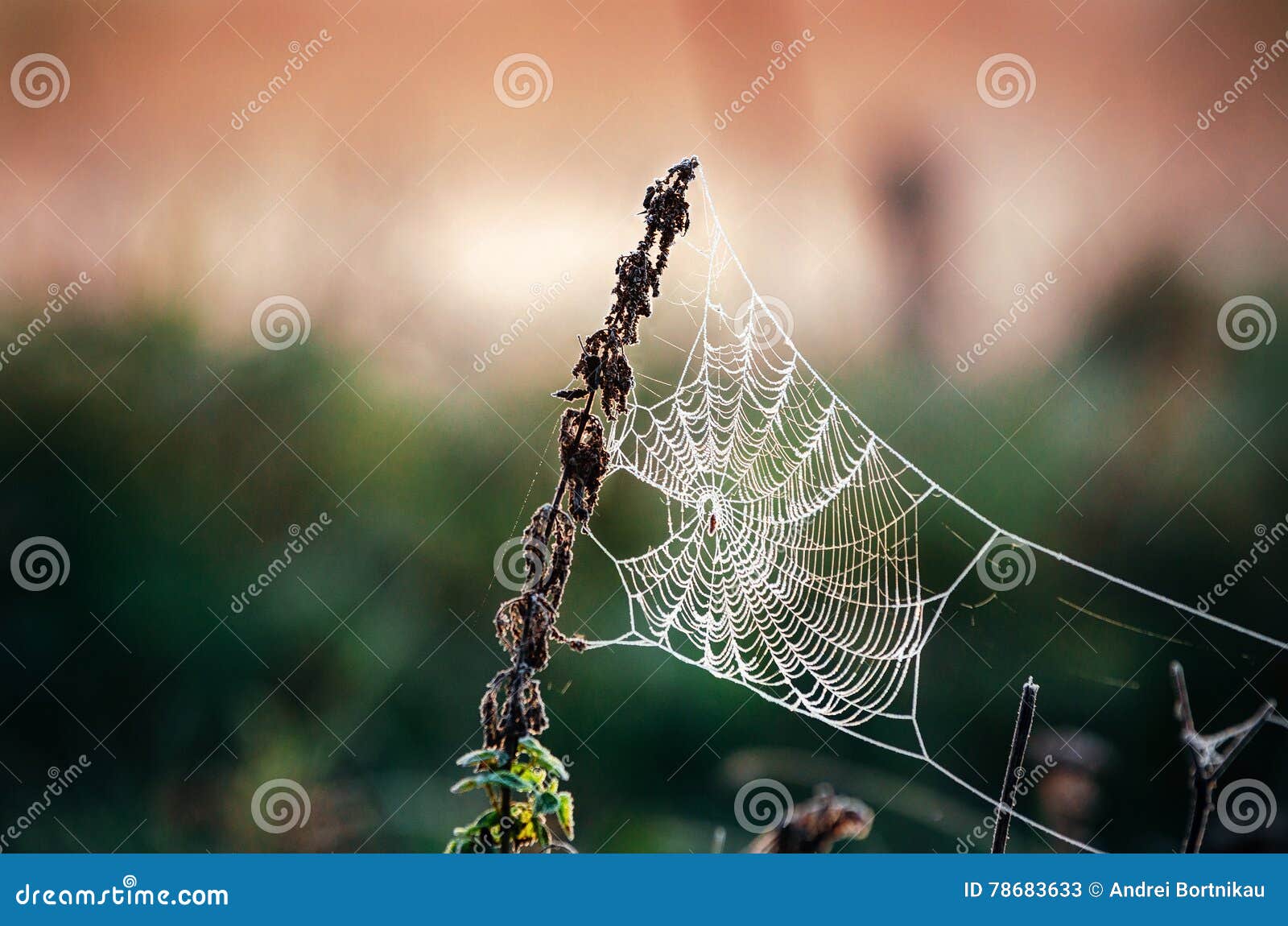 Cobweb in Frost at Morning. Ice on the Spider S Web Stock Image - Image ...