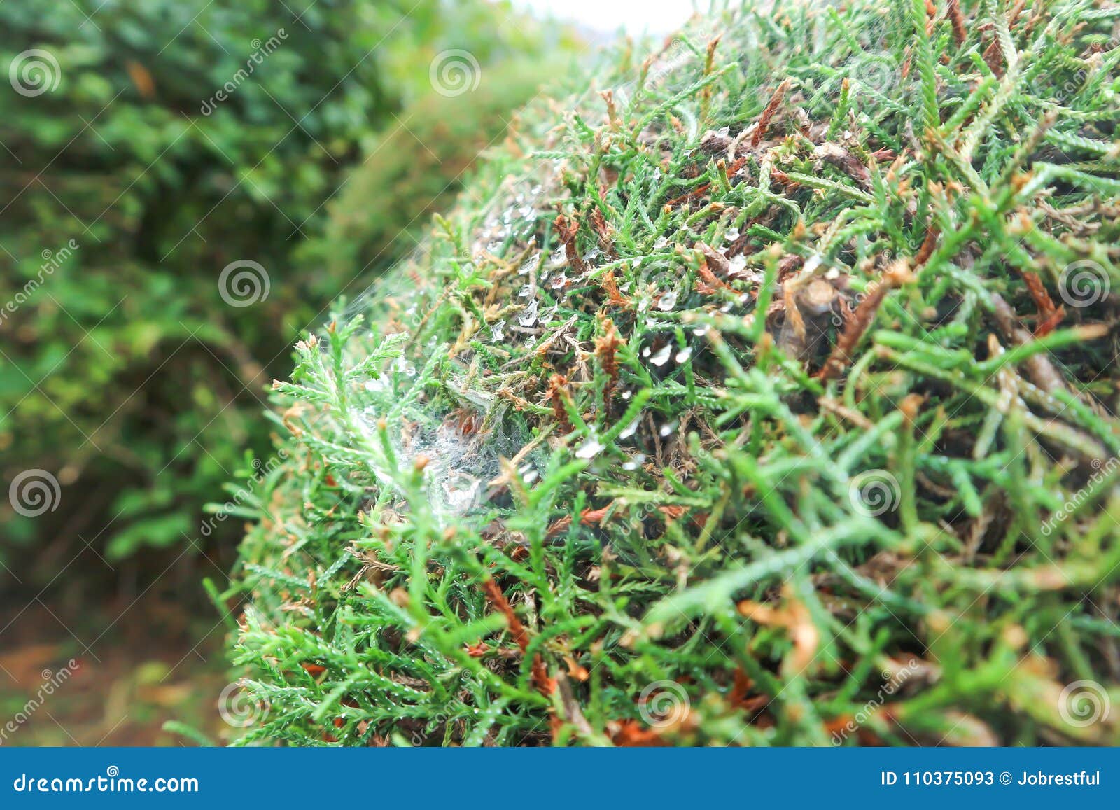 Cobweb Or Gossamer On The Pine Tree Royalty-Free Stock Photography ...