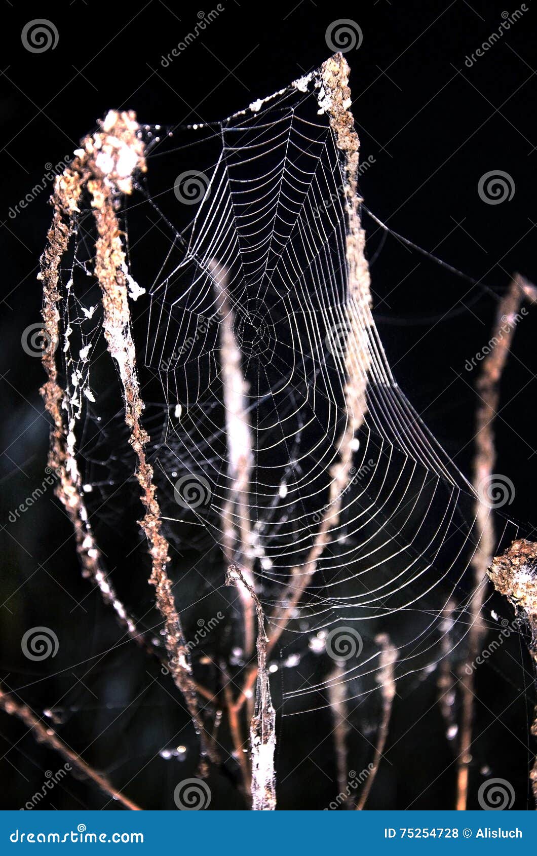 Cobweb on the Grass Close-up on a Black Background at Night Stock Photo ...