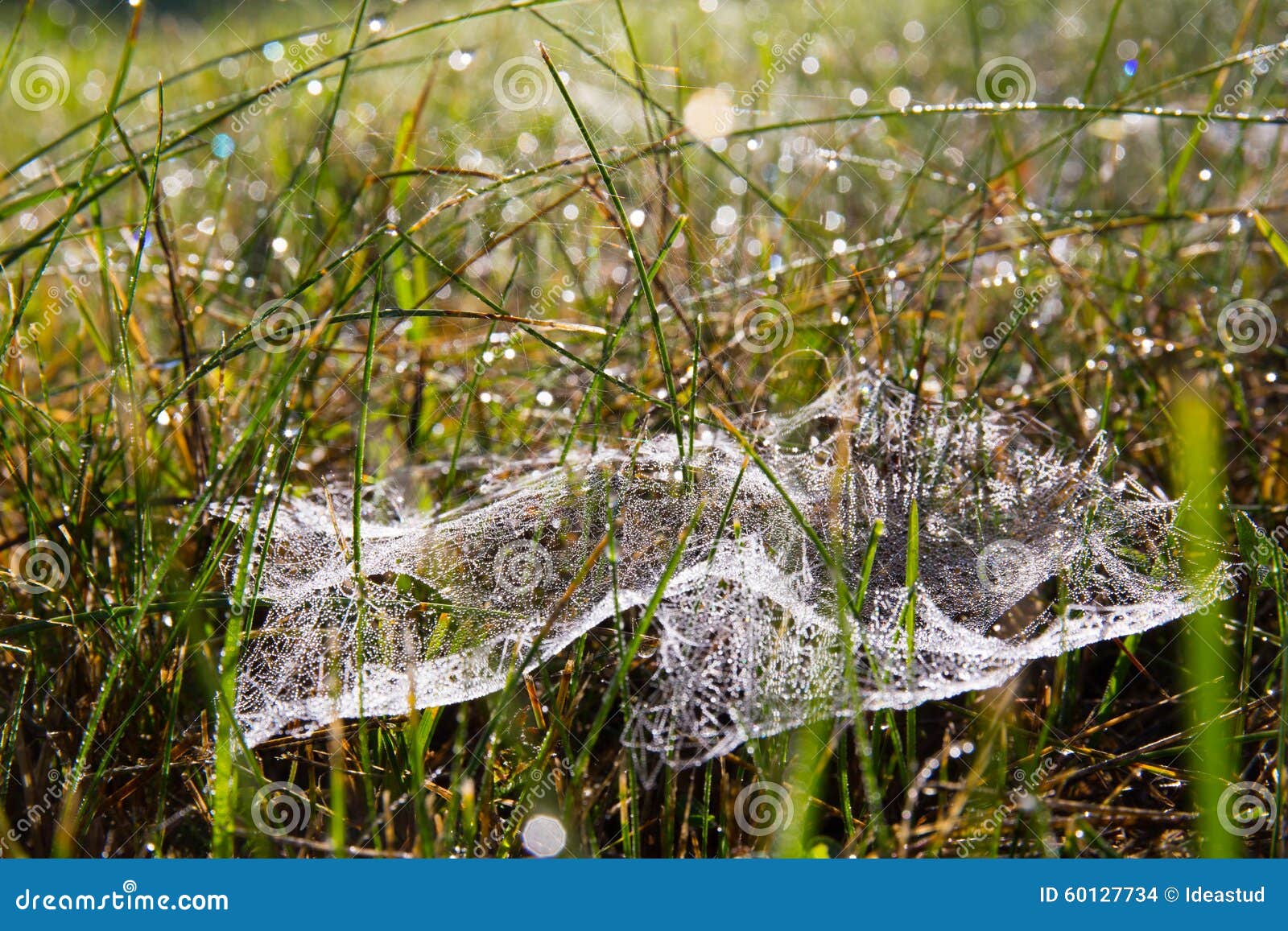 Cobweb in grass stock photo. Image of drop, silk, spiderweb - 60127734