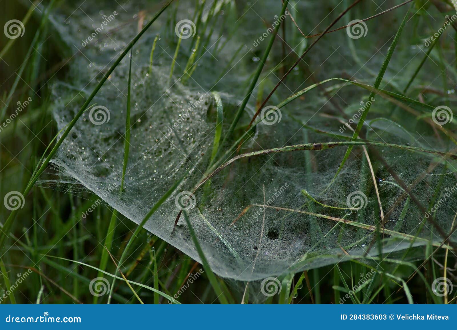 Cobweb on Green Grass in the Park after Falling Morning Dew, Lit by Sun ...