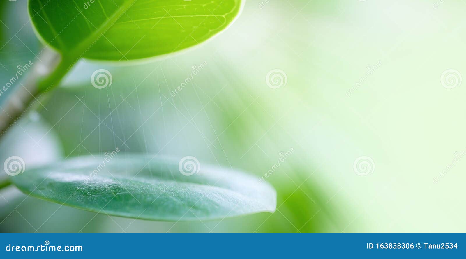Cobweb on Green Leaf and Blurred Greenery Background. Stock Photo ...
