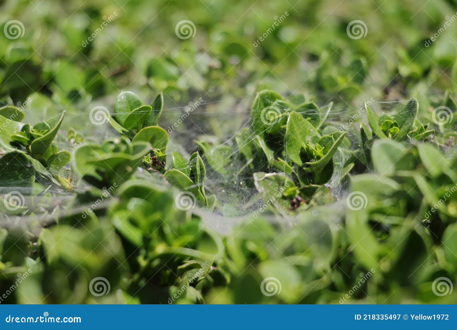 Cobweb on a Green Leaves of Bush Stock Image - Image of pattern, hunter ...