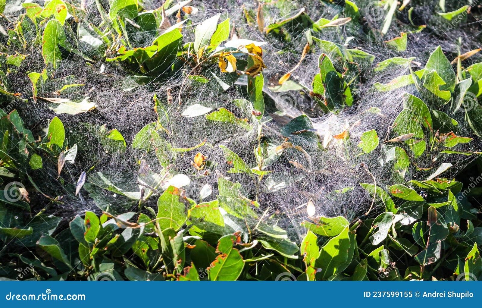 Cobweb in Green Leaves in the Park. Stock Image - Image of macro ...