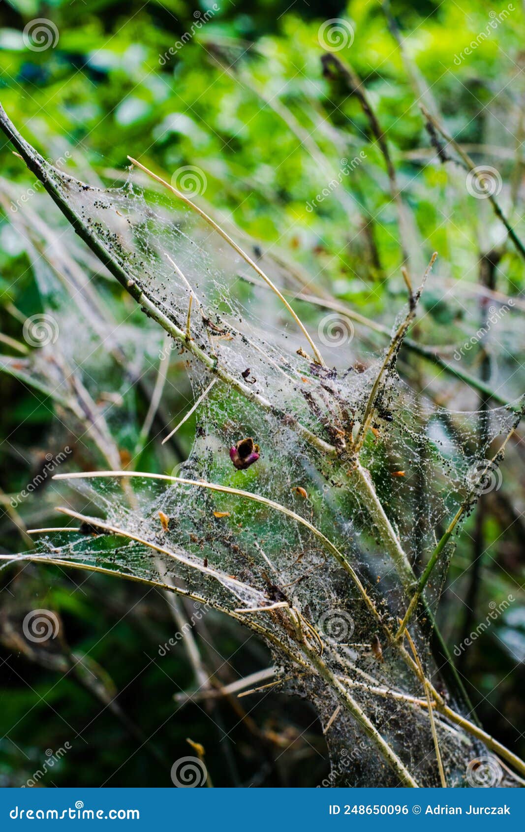 A Cobweb Growing on a Shrub Stock Photo - Image of autumn, invertebrate ...