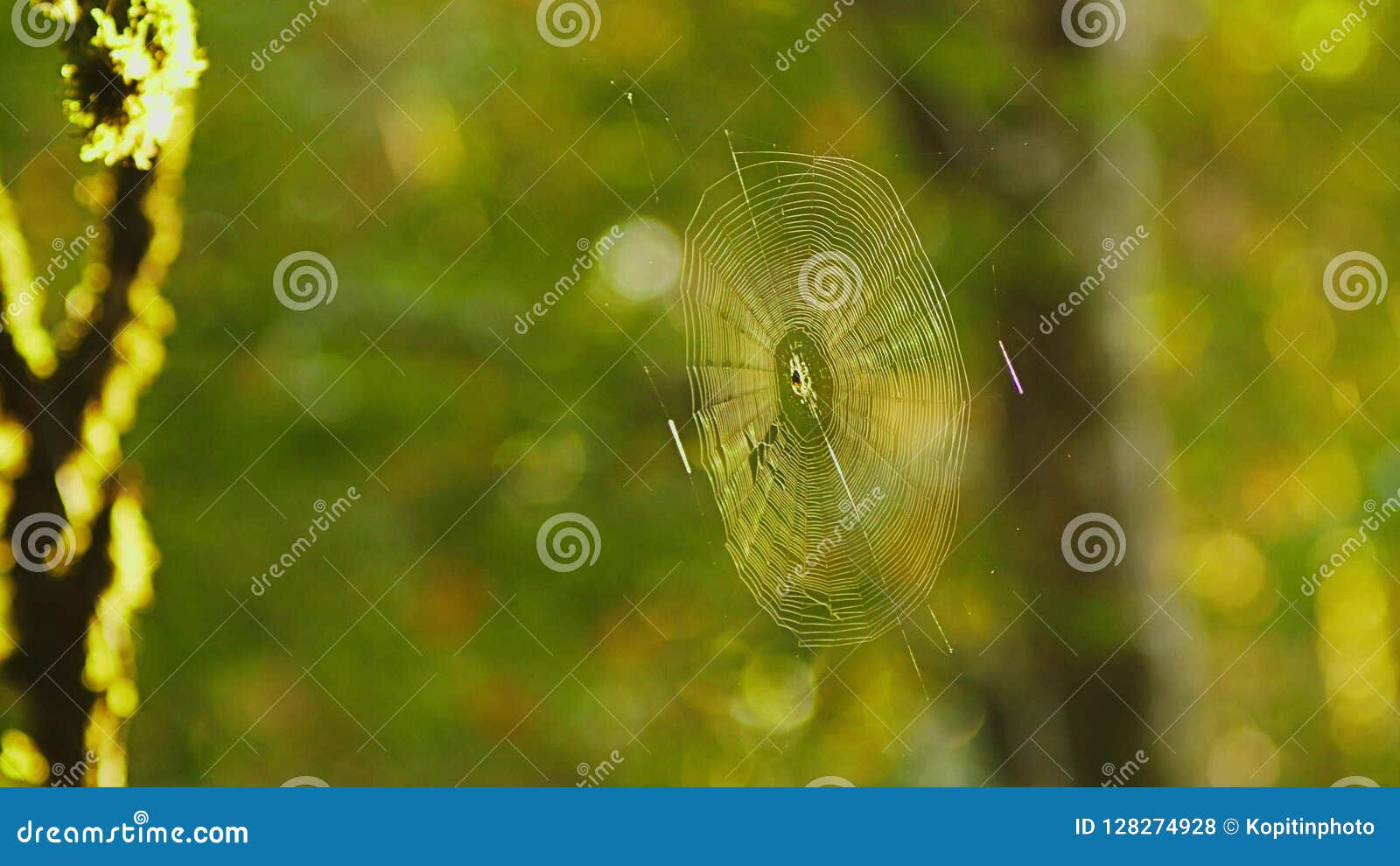 Cobweb High on a Tree in a Dense Forest. the Trees in the Moss Sun ...