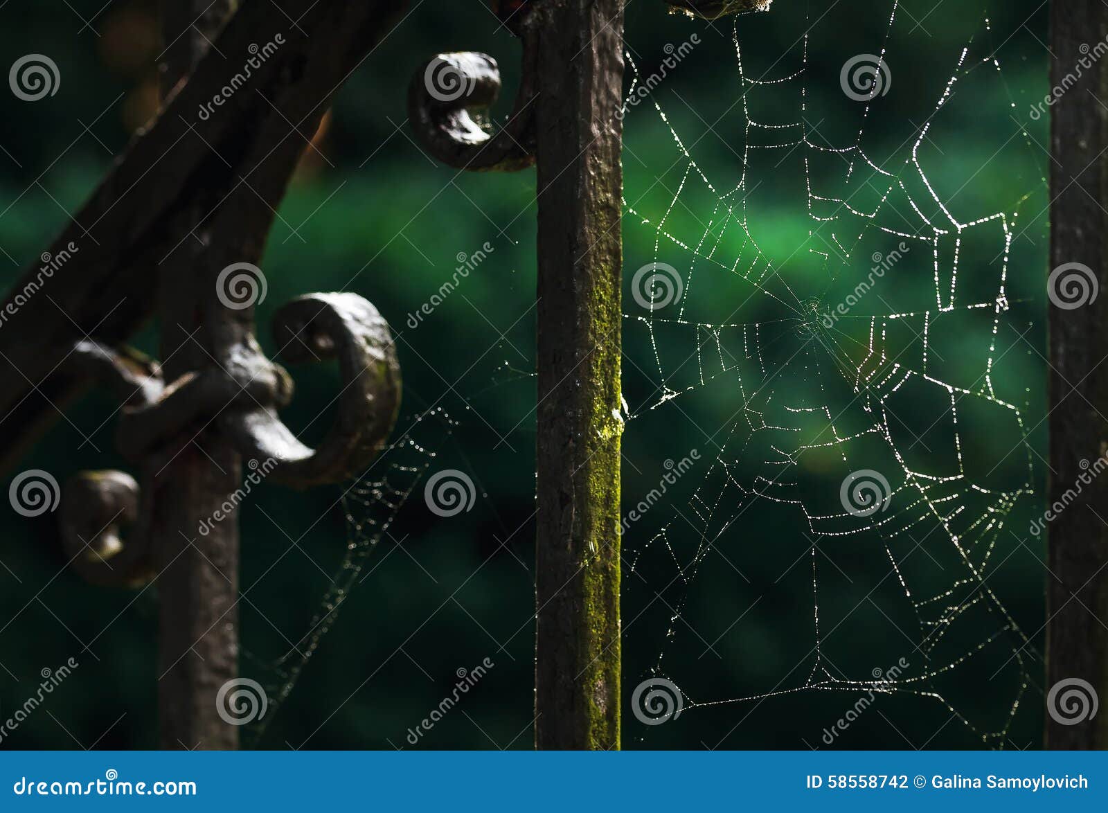 Cobweb on the iron fence. stock photo. Image of insect - 58558742
