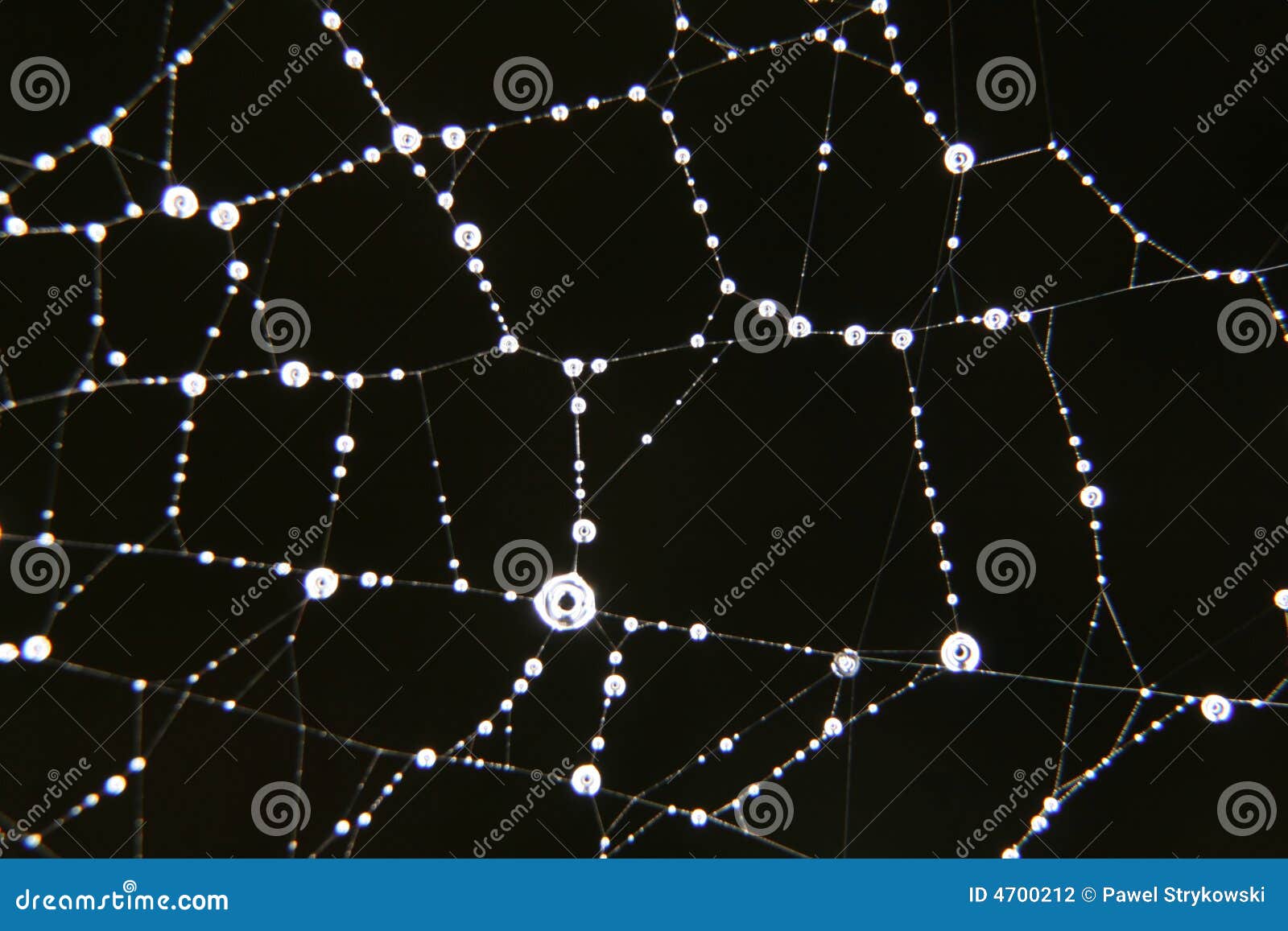Cobweb isolated on a black stock photo. Image of drops - 4700212 Cobweb isolated on a black stock photo. Image of drops - 4700212