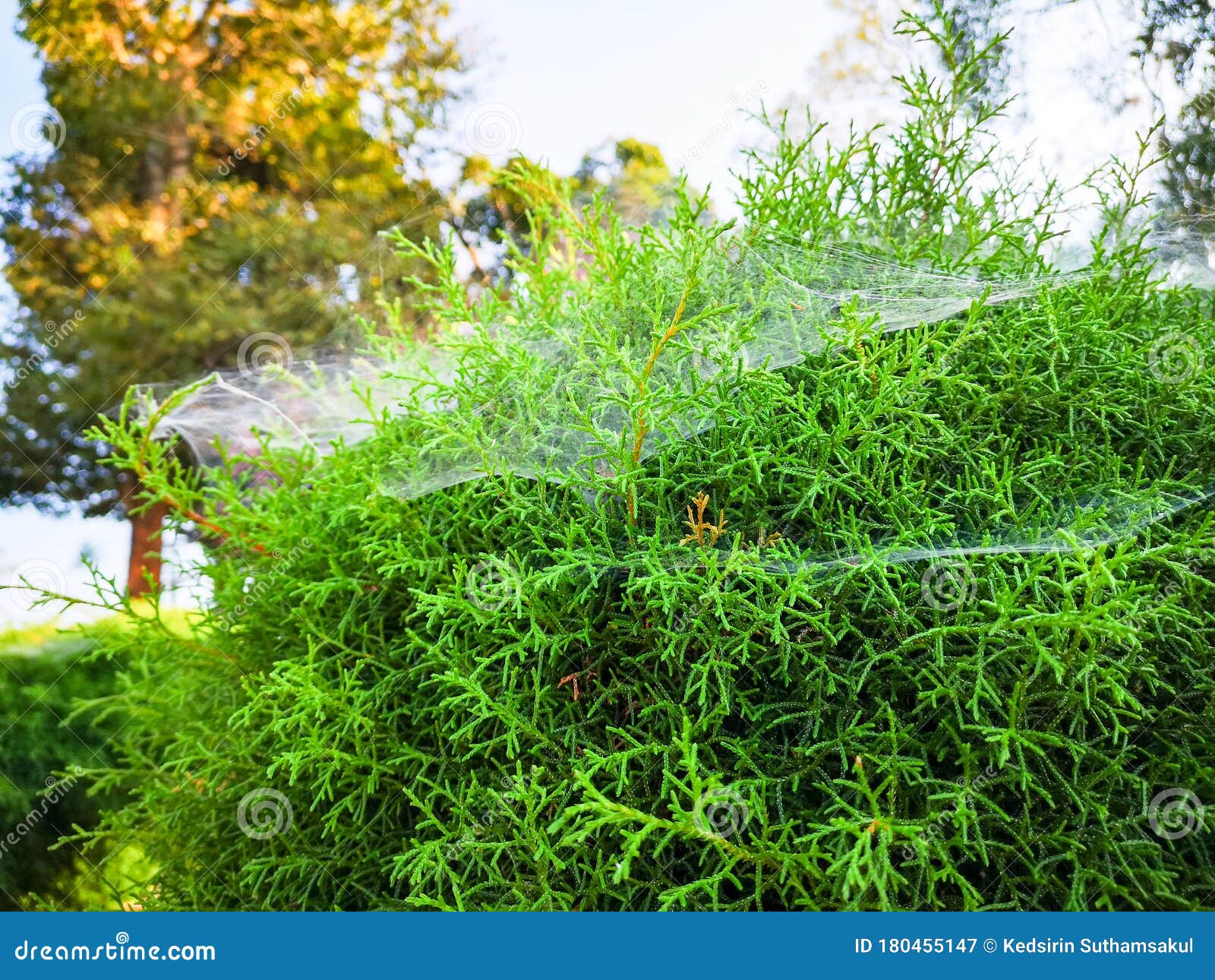 Cobweb On Leaves Of Pine Tree Royalty-Free Stock Photography ...