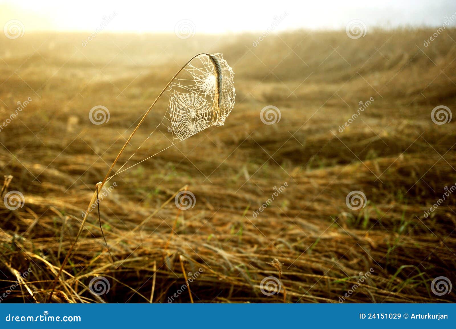 Cobweb in the Light of the Rising Sun. Stock Image - Image of natural ...