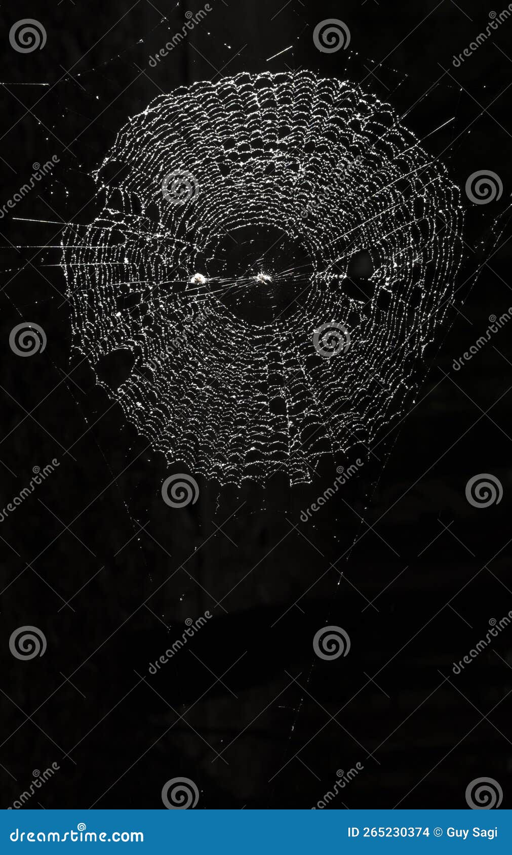 Real Spider Web on a Black Background Stock Photo - Image of ...