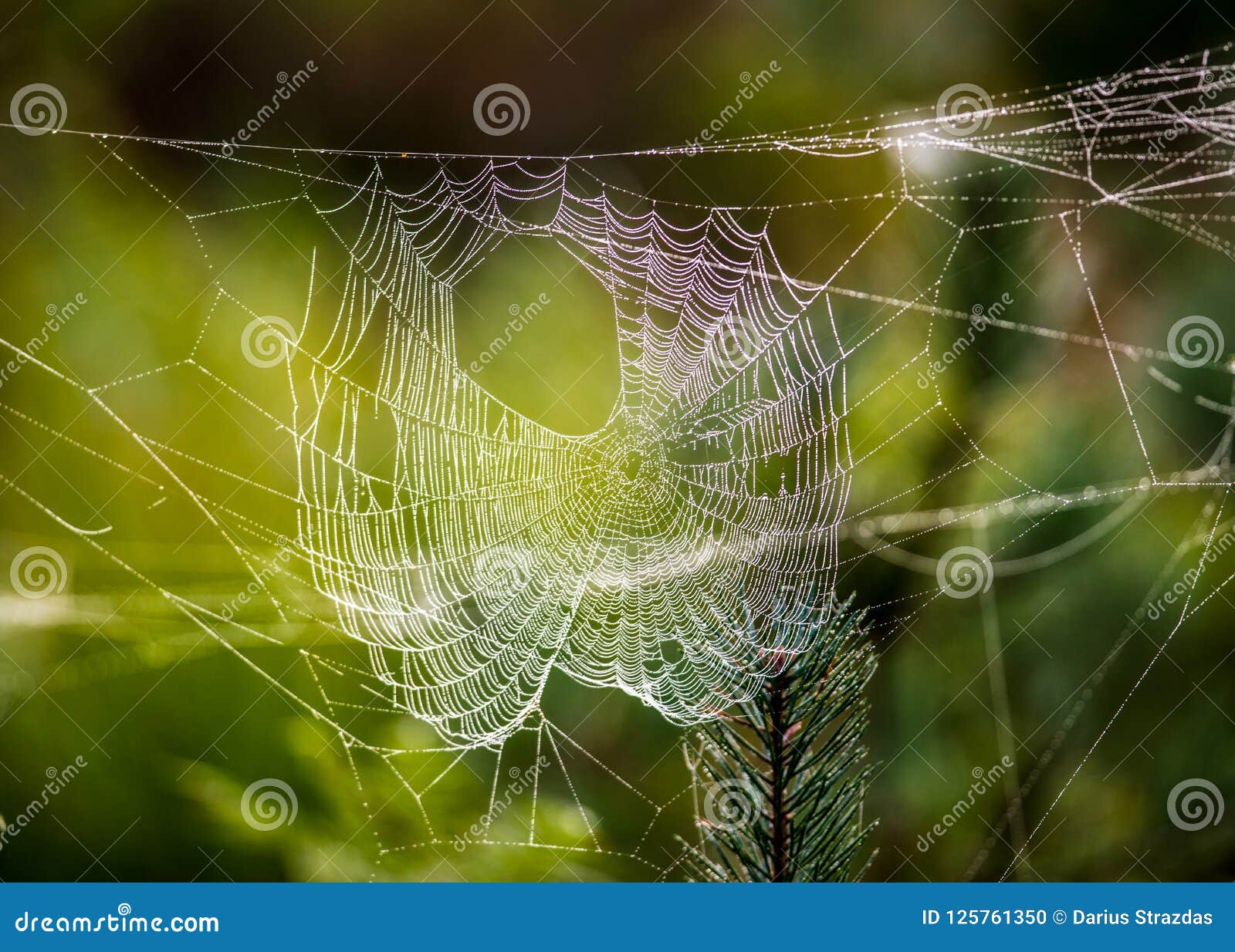 Cobweb macro stock photo. Image of abstract, macro, light - 125761350