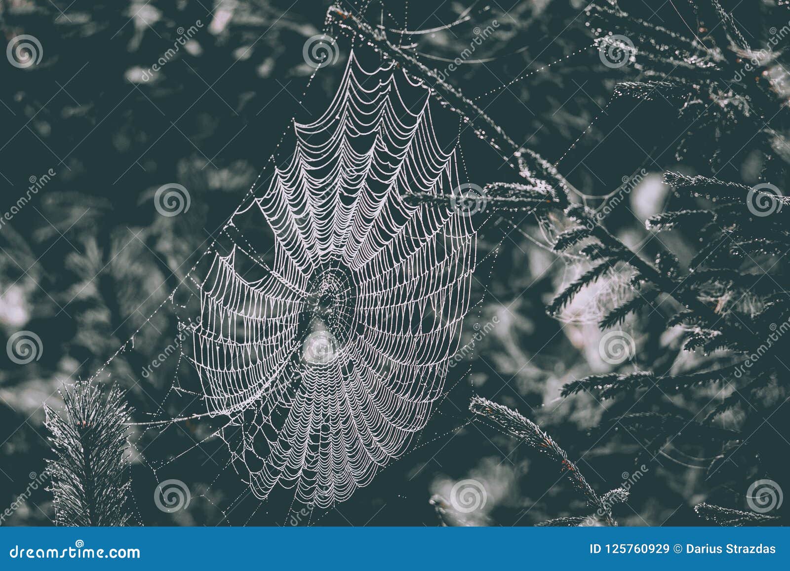 Cobweb in forest stock image. Image of cobweb, sunrise - 125760929