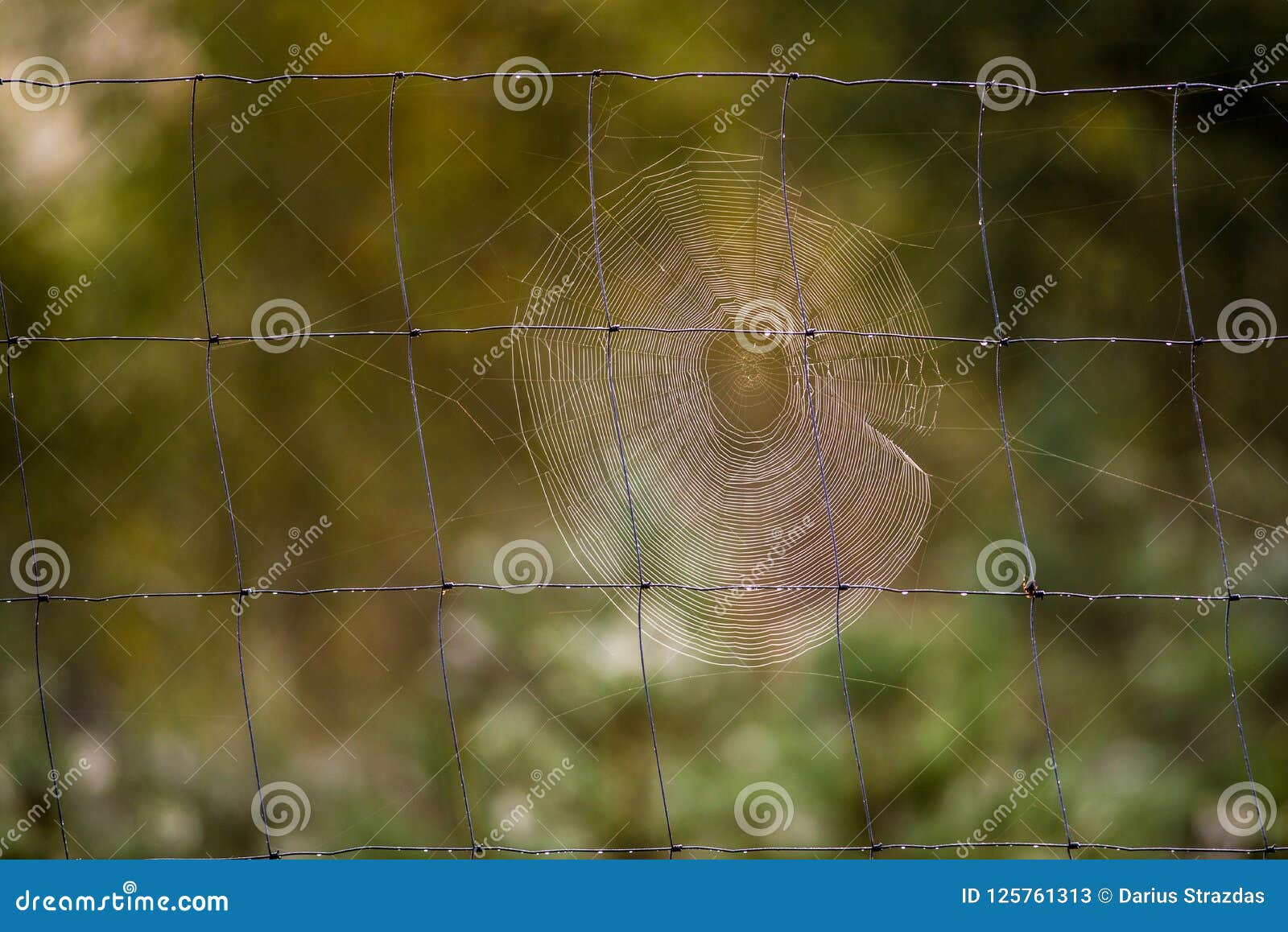 Cobweb macro on an fence stock image. Image of nature - 125761313
