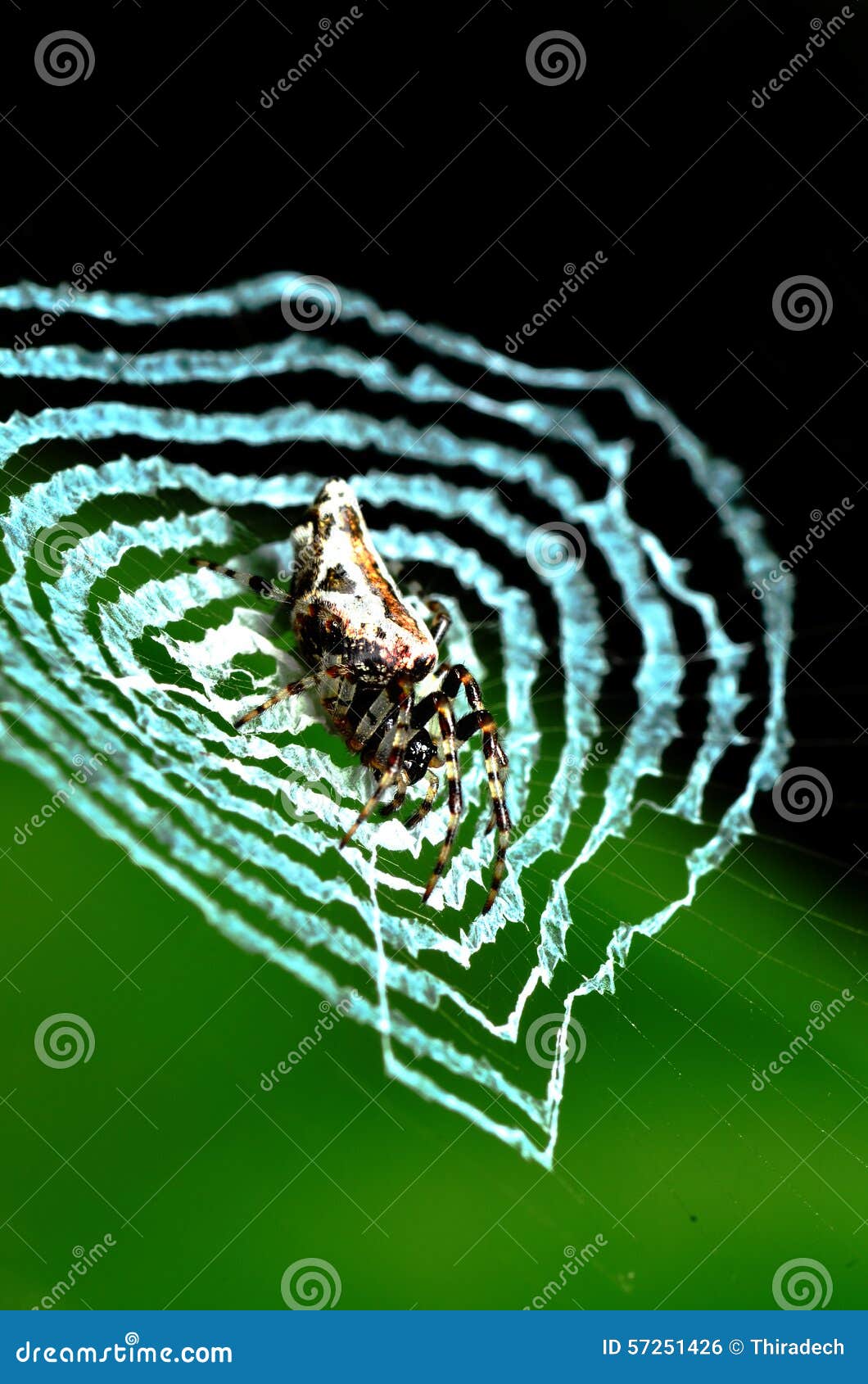 Cobweb stock photo. Image of forest, nature, moisture - 57251426