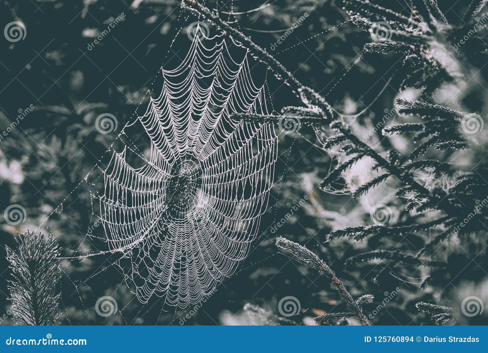Cobweb macro on tree twigs stock photo. Image of tree - 125760894