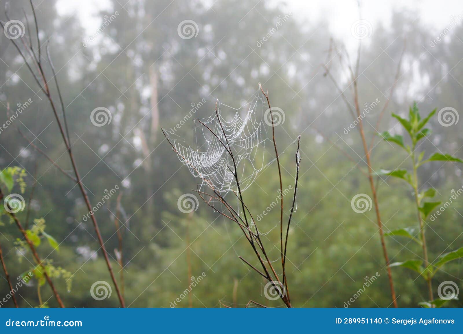 Cobweb in the Morning on a Branch. Stock Photo - Image of autumn, field ...