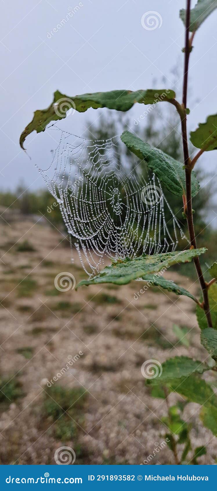 Cobweb with Morning Dew between Branches of a Tree Stock Photo - Image ...