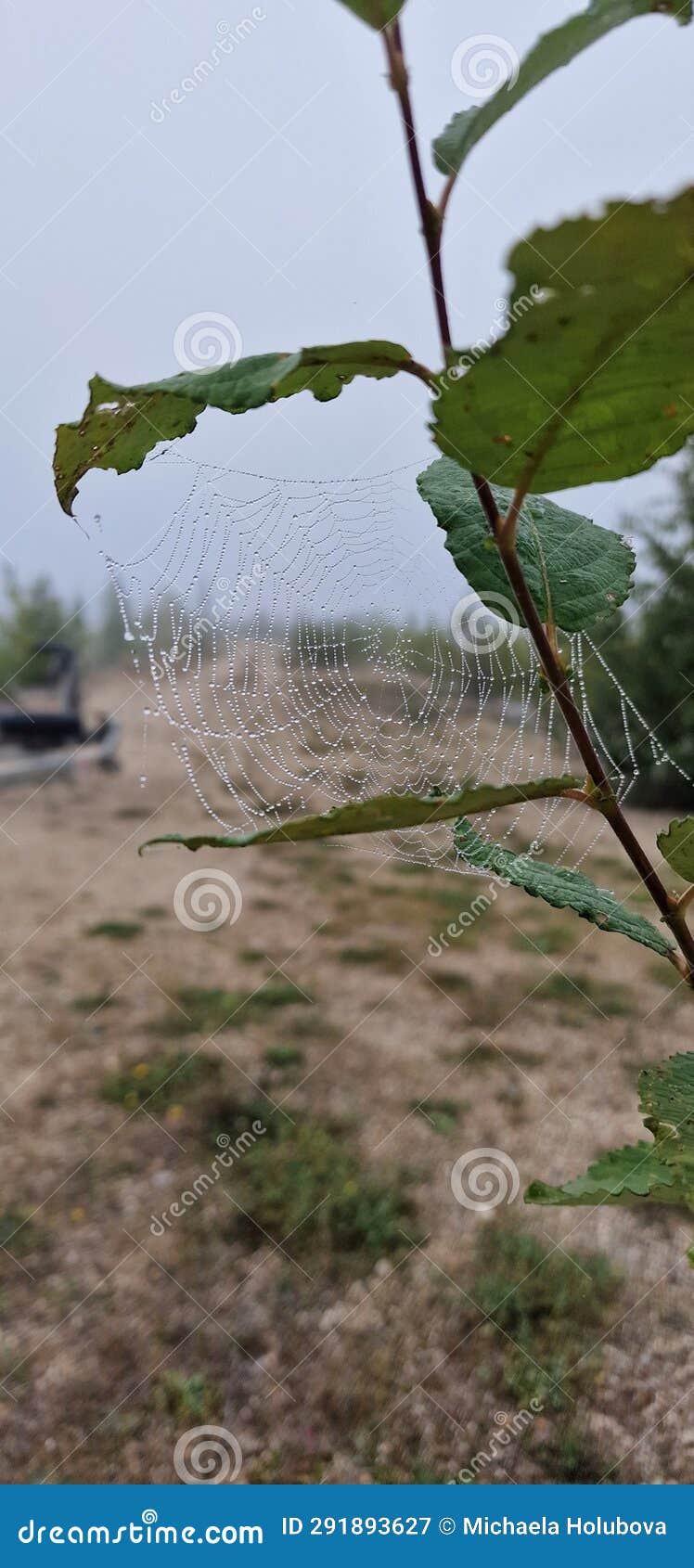 Cobweb with Morning Dew between Branches of a Tree Stock Image - Image ...