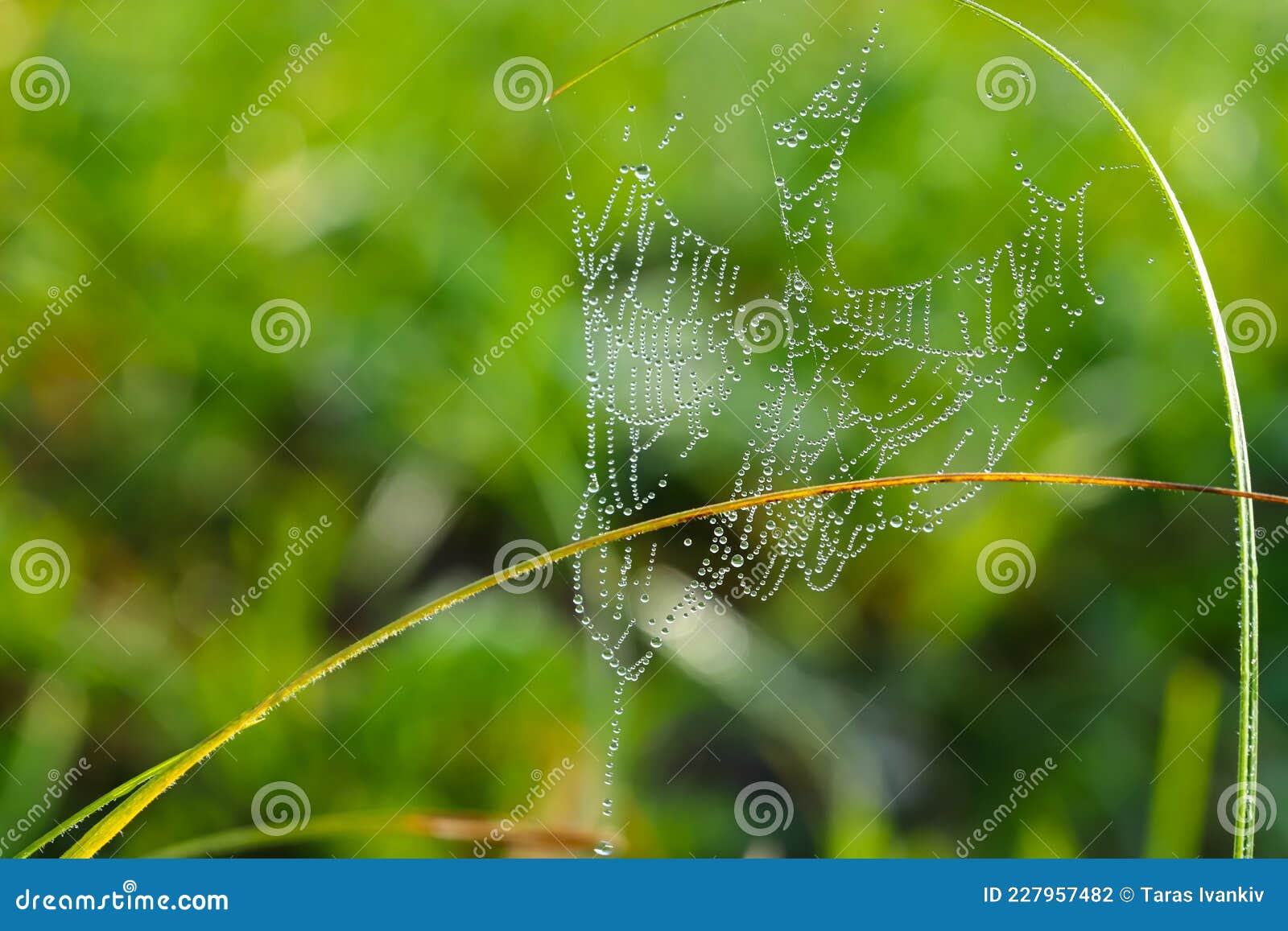 Cobweb or Cobweb is a Natural Rain Pattern. Spider Web with a Pattern ...