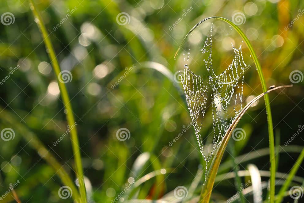Cobweb or Cobweb is a Natural Rain Pattern. Spider Web with a Pattern ...