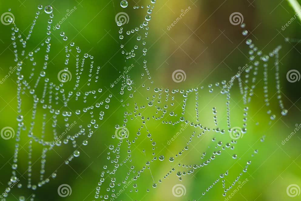 Cobweb or Cobweb is a Natural Rain Pattern. Spider Web with a Pattern ...