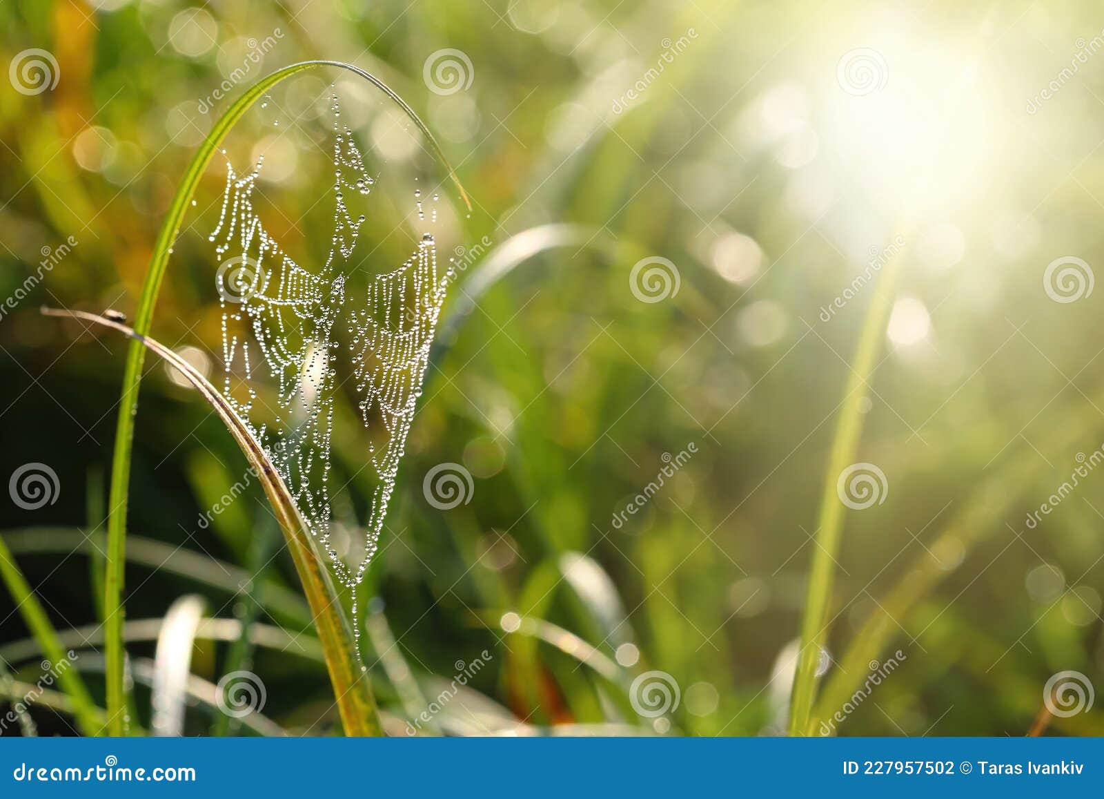 Cobweb or Cobweb is a Natural Rain Pattern. Spider Web with a Pattern ...