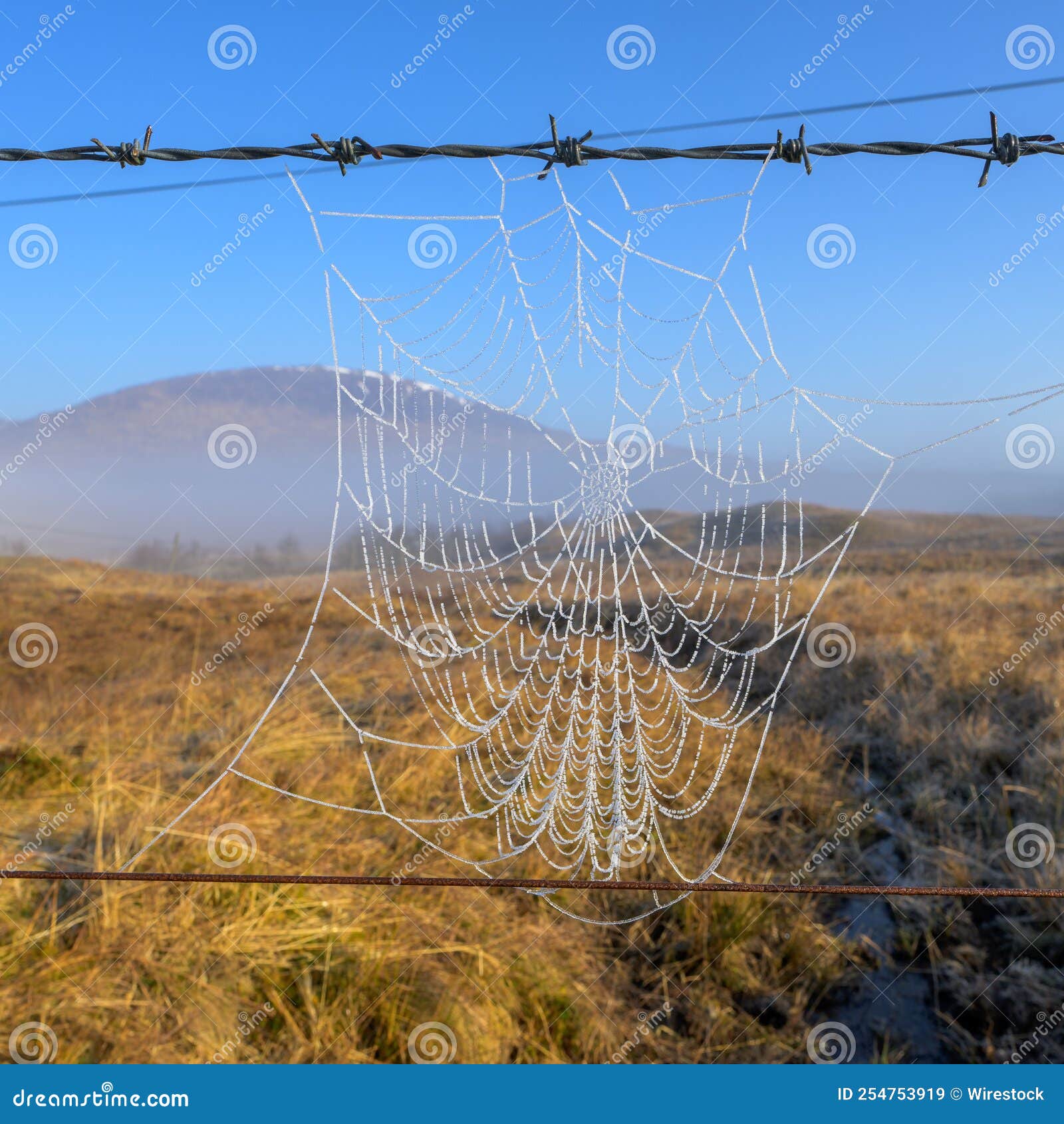 Cobweb Over a Background of a Field and Mountains Stock Image - Image ...