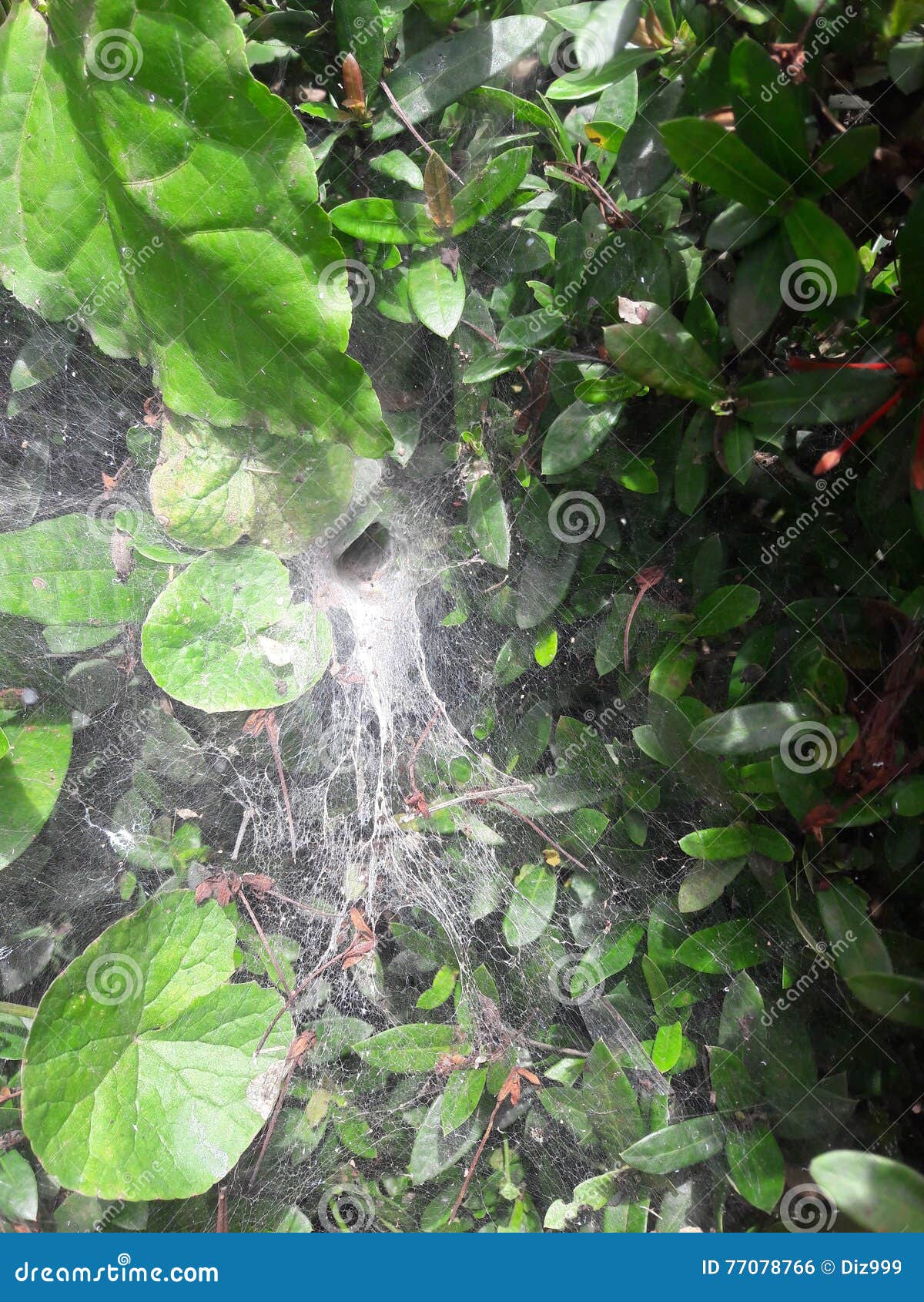 A cobweb stock photo. Image of gampaha, cobweb, green - 77078766