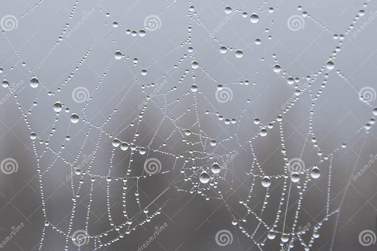 Cobweb after rain stock photo. Image of drops, close - 136419476
