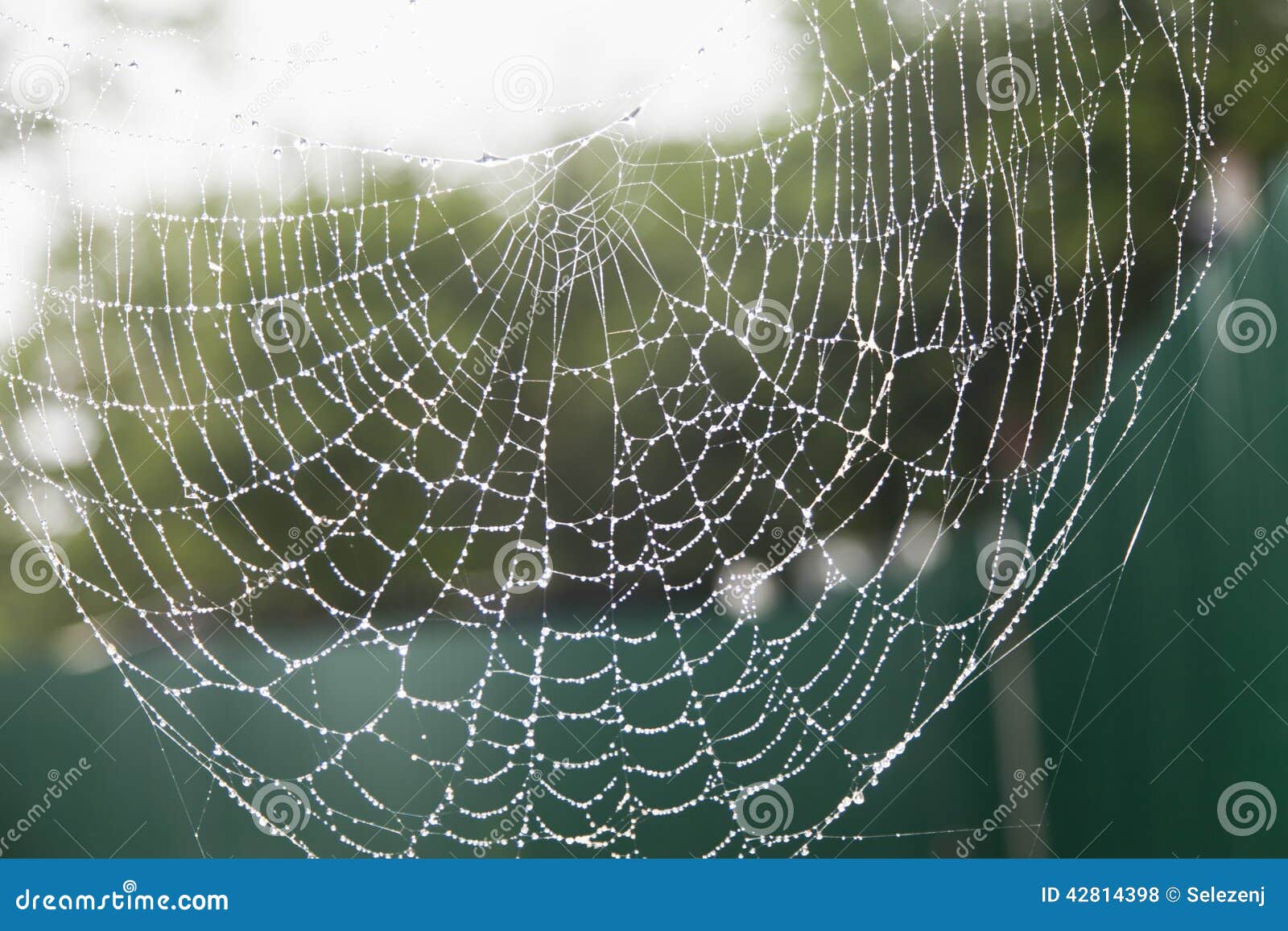 Cobweb in the rain stock photo. Image of insect, drop - 42814398