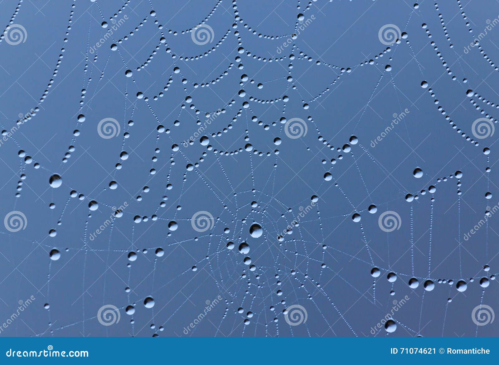Cobweb with rain drops stock image. Image of natural - 71074621