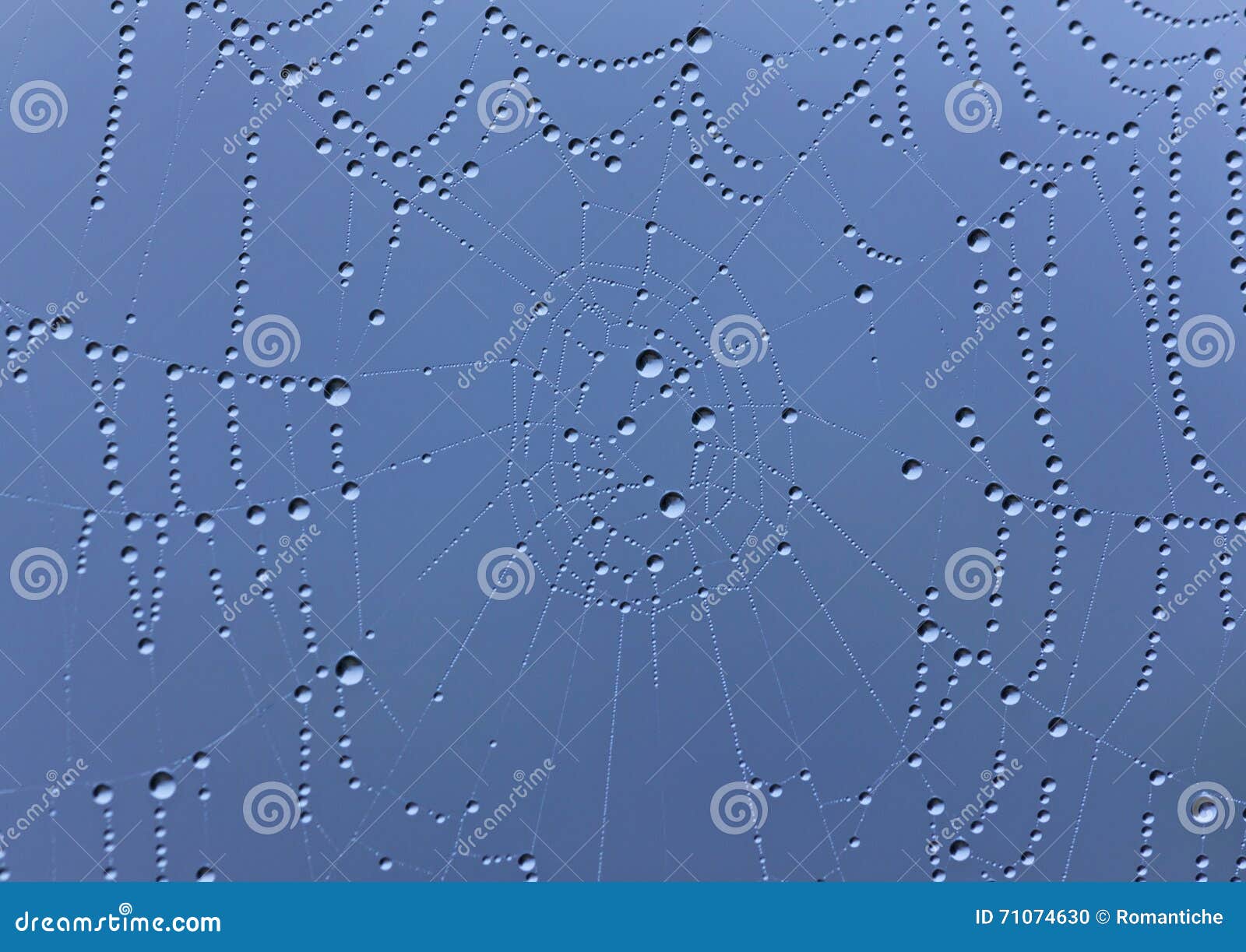 Cobweb with rain drops stock photo. Image of abstract - 71074630