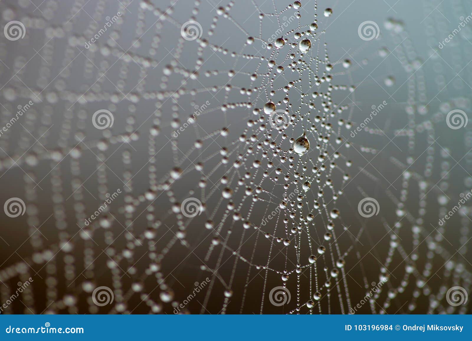 Cobweb with rain drops stock photo. Image of morning - 103196984