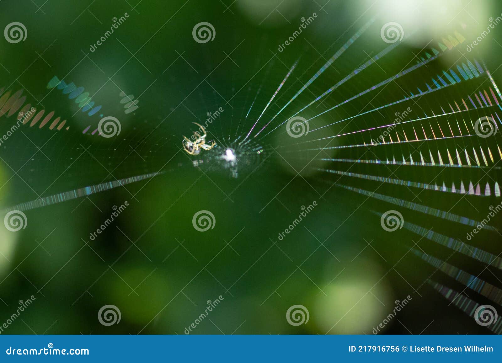 Cobweb with Solar Reflection and Spider Stock Photo - Image of nature ...