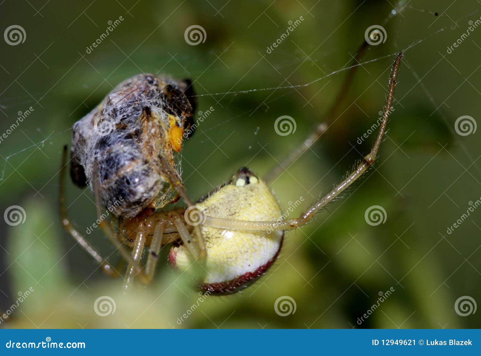 Cobweb spider stock image. Image of insect, macro, triangulate - 12949621