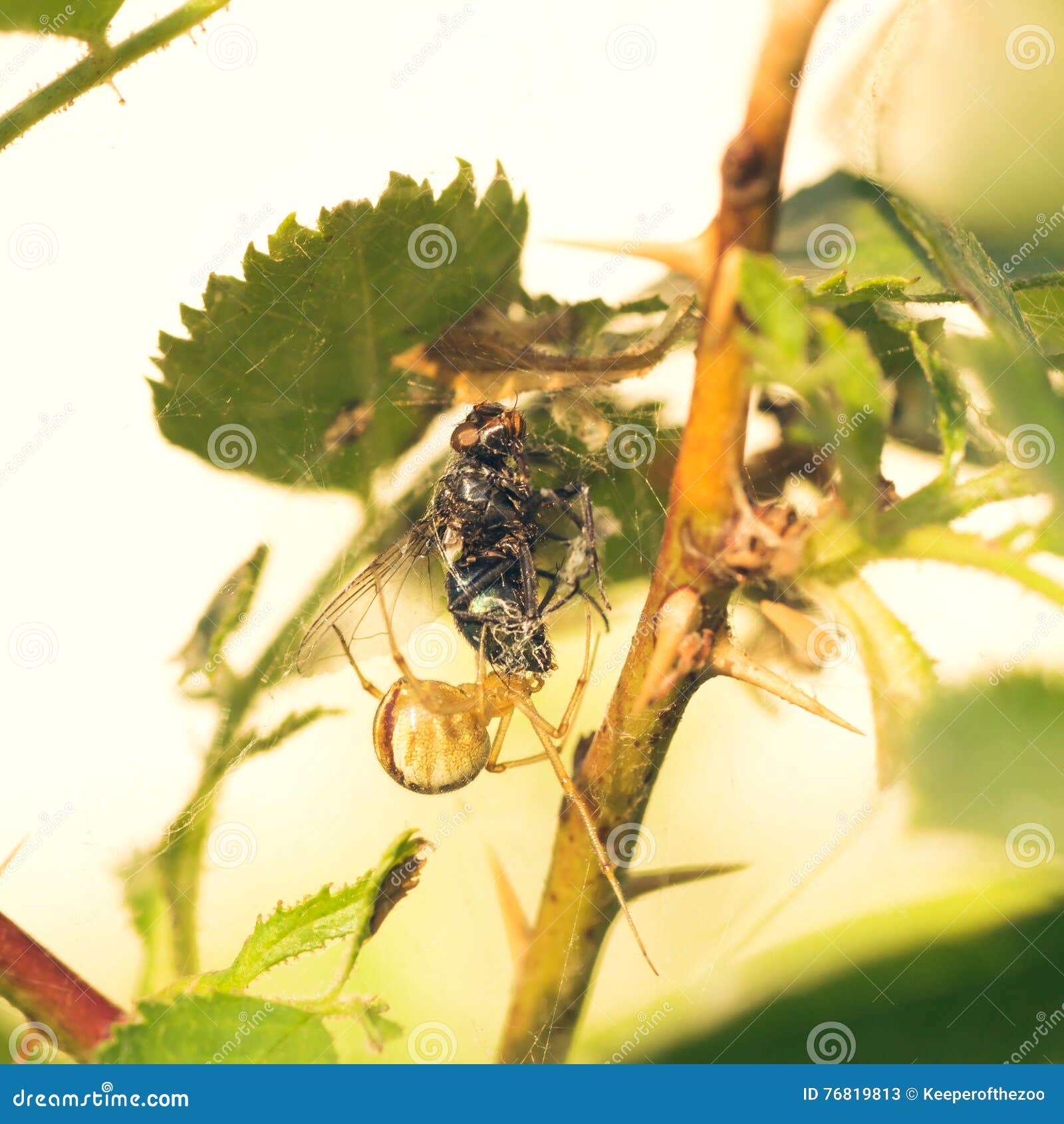 Cobweb Spider Eating Fly stock image. Image of arachnida - 76819813