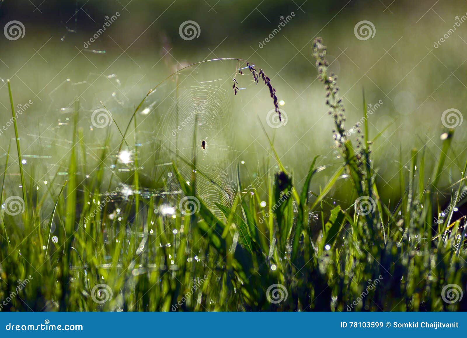 Spider Grass Flower Nursery Stock Photo | CartoonDealer.com #76649904