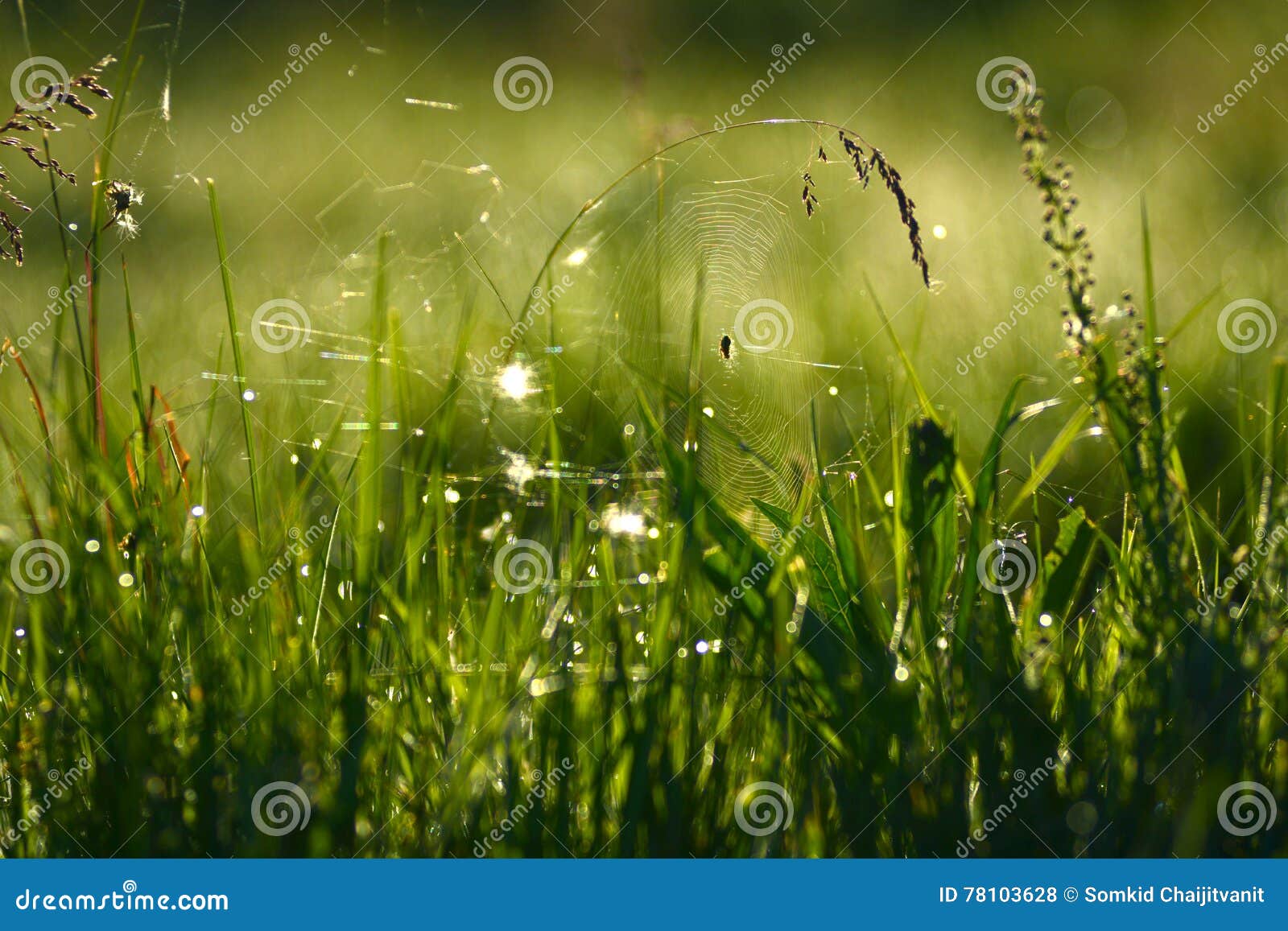 Spider Grass Flower Nursery Stock Photo | CartoonDealer.com #76649904