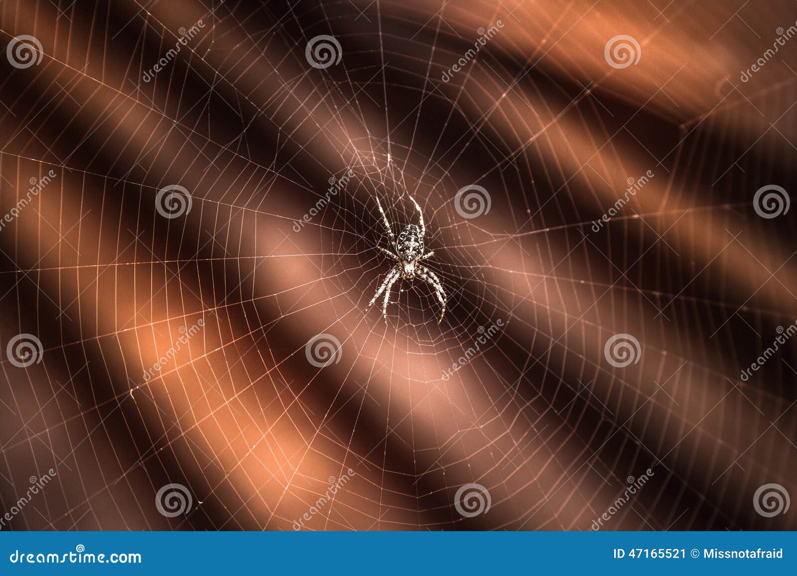 Cobweb with spider stock image. Image of legged, arachnophobia - 47165521