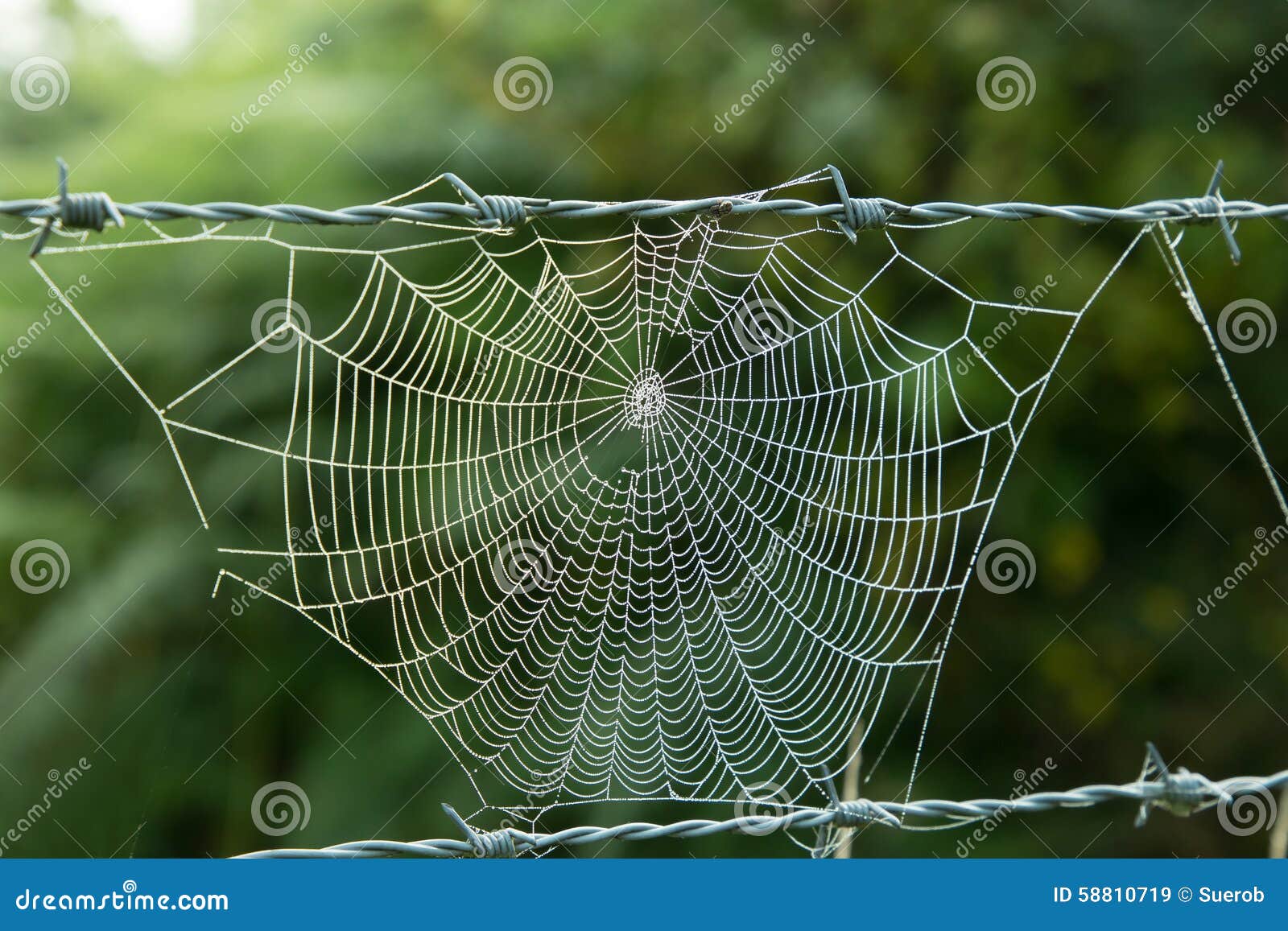 Cobweb stock image. Image of barbed, pattern, morning - 58810719